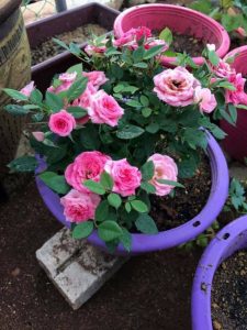 Campur 2 Bahan Ini Buat Spray, Satu Rumah Bau Wangi - Vanilla Kismis