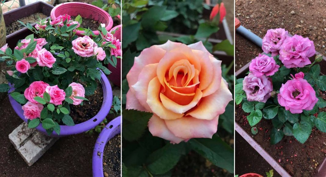 Campur 2 Bahan Ini Buat Spray, Satu Rumah Bau Wangi - Vanilla Kismis