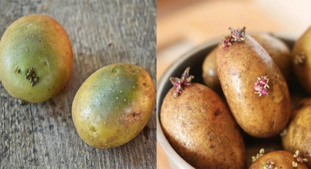 Jangan Makan Kentang Yang Dah Bertunas & Warna Hijau, Tinggi Toksin!