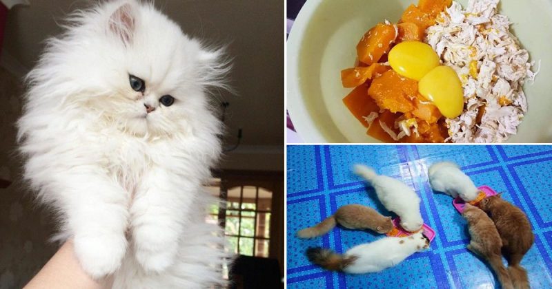 Buat Sendiri Makanan Kucing, Gaul 3 Bahan Ini. Hasilnya Memang Sihat ...
