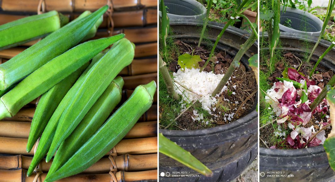 Pokok Jeremin Berguna Untuk Halau Nyamuk. Letak Di Lokasi Ini Dalam ...