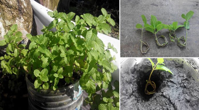 Buat Teknik Lingkar Kalau Tanam Pudina, Pokok Lagi Kukuh & Cepat Berakar