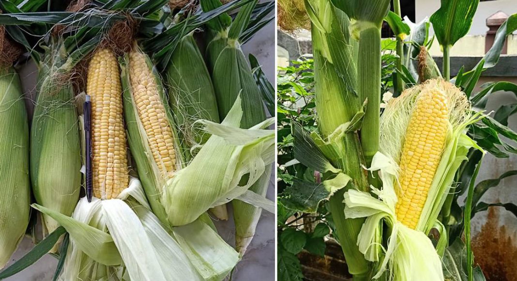 Langkah Mudah Tanam Jagung Gred A, Isi Padat. Boleh Tanam Tepi Rumah Saja