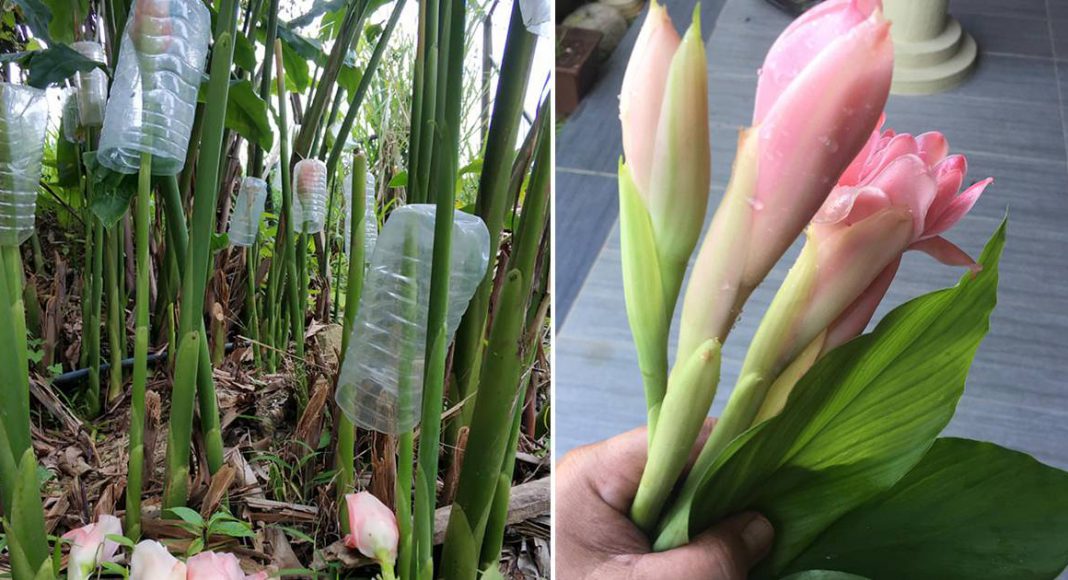 Tip Tanam Pokok Kantan Di Rumah & Cara Pastikan Kantan Kerap Berbunga ...