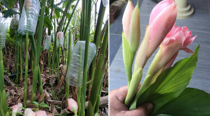 Tip Tanam Pokok Kantan Di Rumah & Cara Pastikan Kantan Kerap Berbunga ...