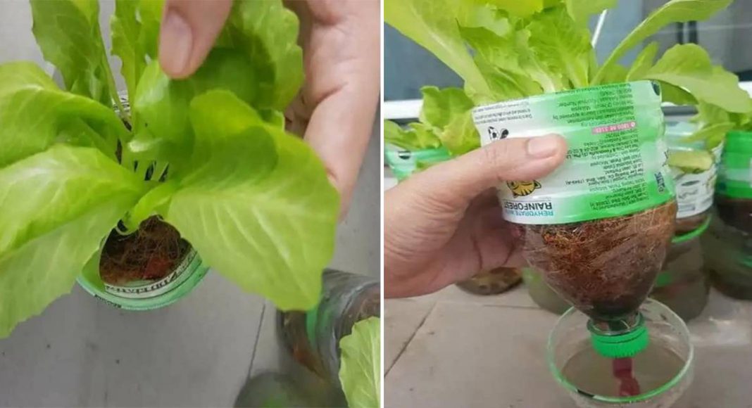 Cara Tanam Sayur Paling Mudah, Guna Teknik 3T - Tanam, Tinggal, Tuai ...