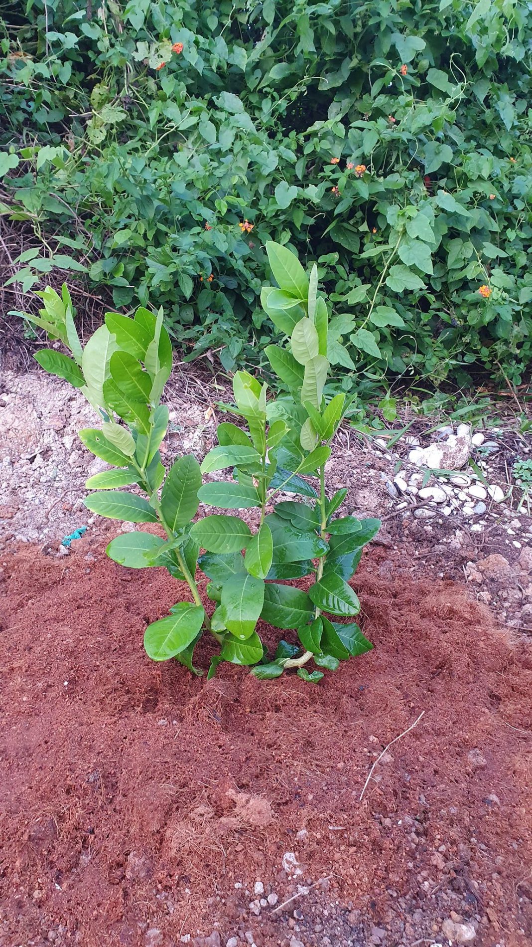 Tip Tanam Anak Pokok Buah Di Rumah Supaya Pokok Hidup Subur