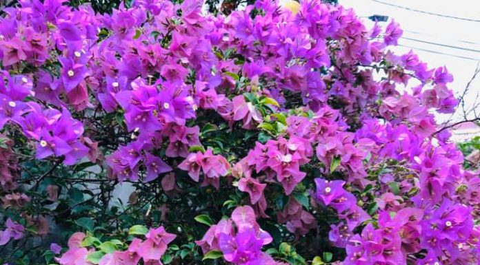 Ikut 6 Tip Ini Supaya Pokok Bunga Kertas Yang Ditanam Meriah Berbunga ...