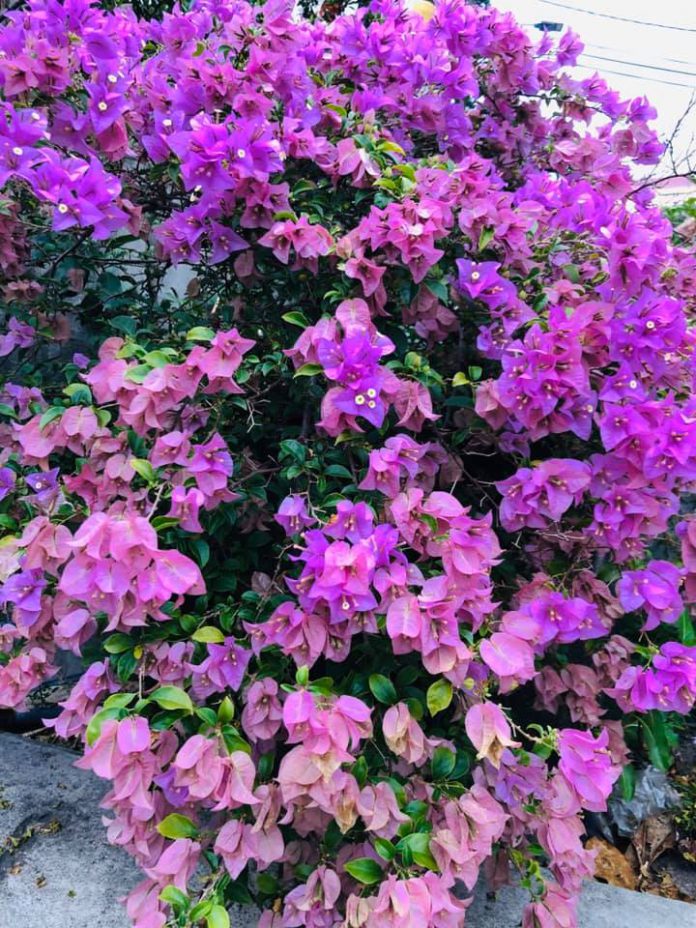 Ikut 6 Tip Ini Supaya Pokok Bunga Kertas Yang Ditanam Meriah Berbunga ...