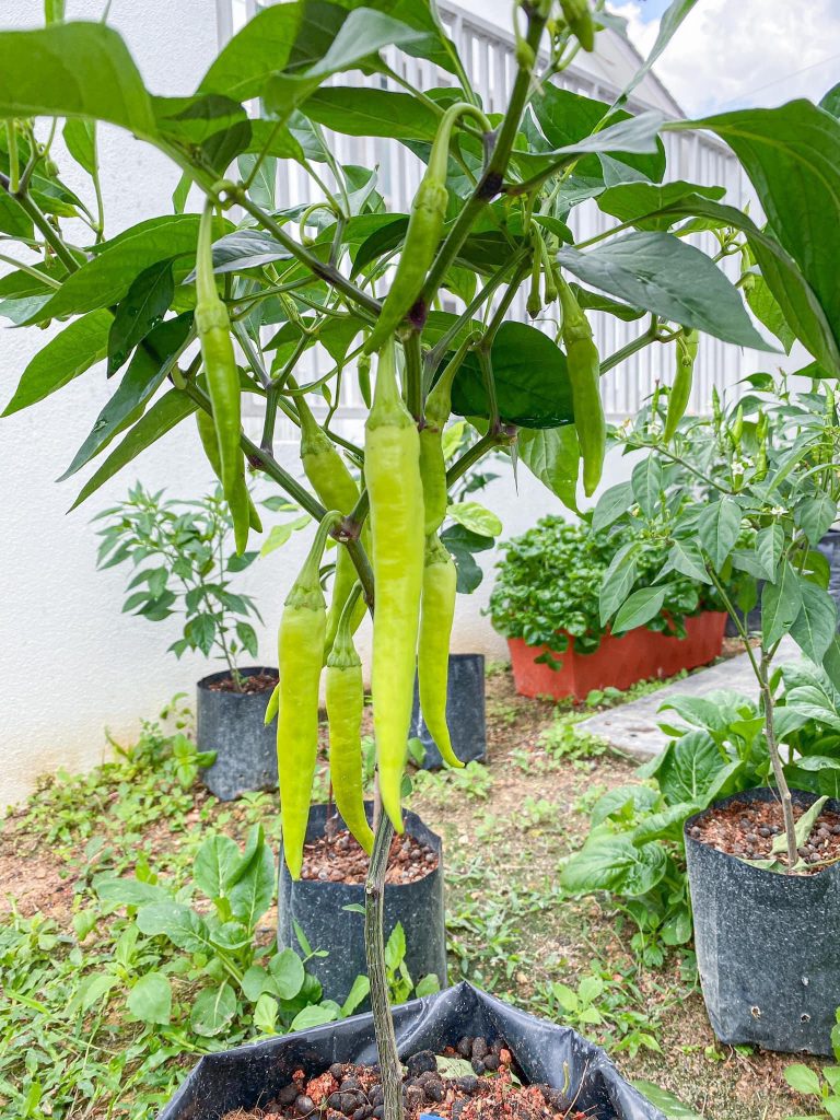 Tip Tanam Lada Solok Supaya Berbuah Lebat & Tahan Penyakit, Daun Tak ...