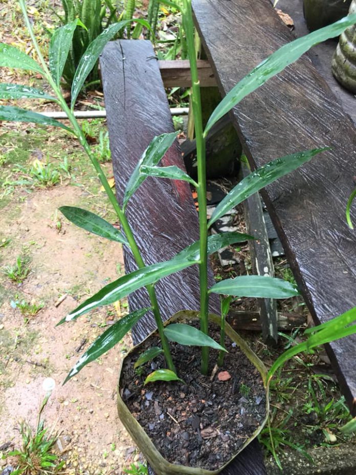 Untung Tanam Halia, Potong Sikit Bahagian Bertunas & Tanam. Hasilnya ...