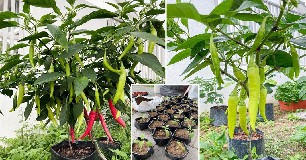 Tip Tanam Lada Solok Supaya Berbuah Lebat & Tahan Penyakit, Daun Tak ...