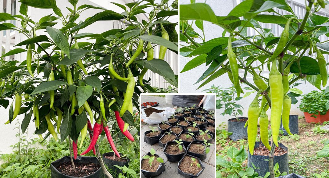 Tip Tanam Lada Solok Supaya Berbuah Lebat & Tahan Penyakit, Daun Tak ...