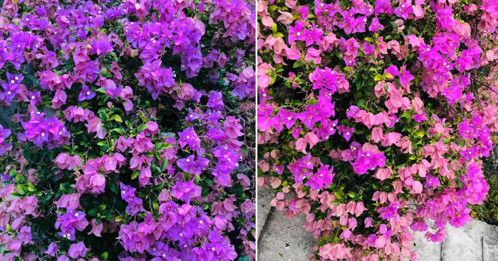 Ikut 6 Tip Ini Supaya Pokok Bunga Kertas Yang Ditanam Meriah Berbunga ...