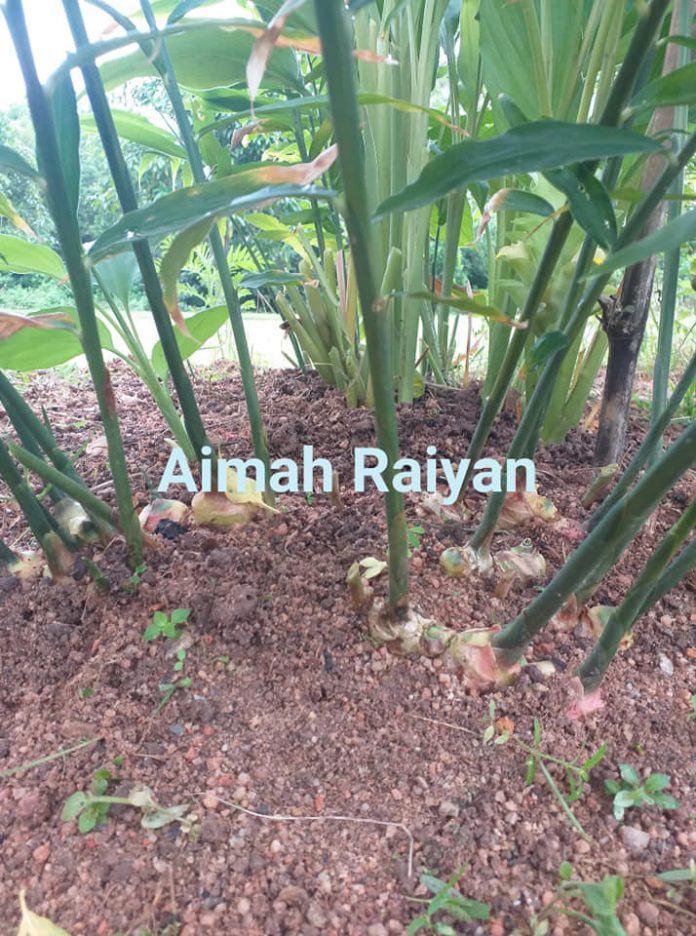 Tip Tanam Pokok Kesum Dalam Air, Kalau Nampak Daun Mula Kuning Kena ...