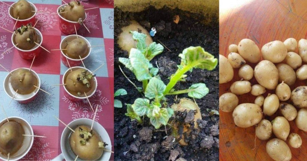Begini Caranya Tanam Ubi Kentang Dalam Pasu, Dah Naik Pucuk Baru Tambah ...