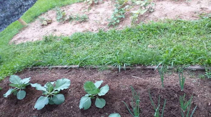 Tip Tanam Pokok Kesum Dalam Air, Kalau Nampak Daun Mula Kuning Kena ...