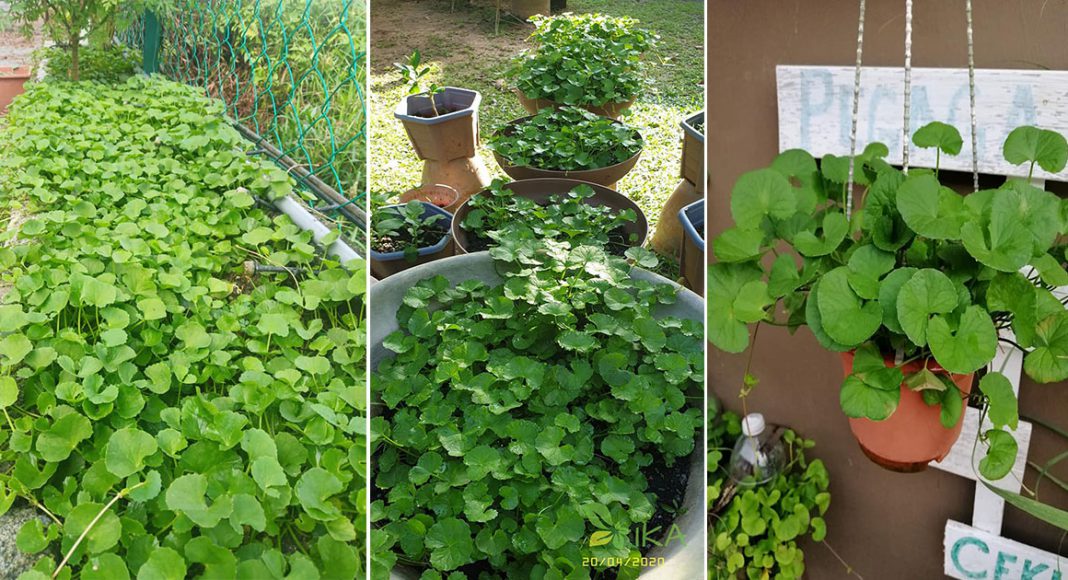 Kalau Nak Tanam Pegaga Pilih Daun Bentuk Ini, Lagi Berkhasiat Buat Ulam