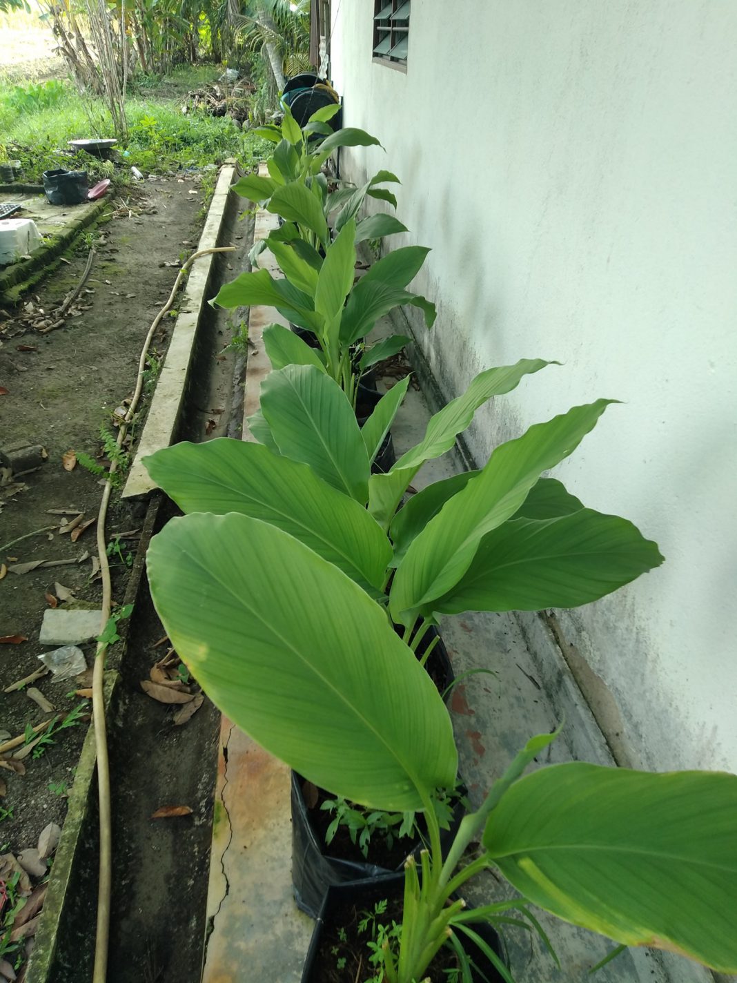 Supaya Daun Kunyit Lebar & Subur, Letak Pokok Bawah Tempat Teduh Begini