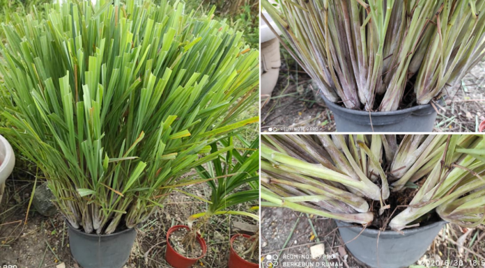 Praktik Tip Ini Jika Tanam Serai Dalam Pasu Supaya Subur Merimbun ...