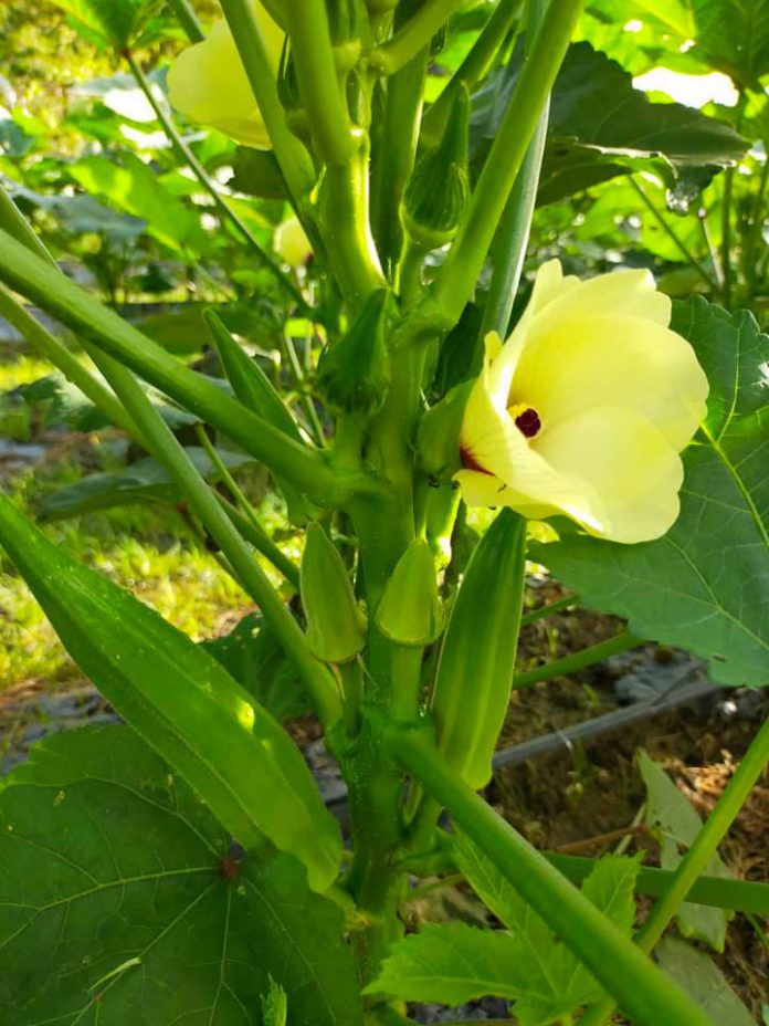 Kalau Tanam Pokok Bendi Buat Tip Ini Supaya Pokok Banyak Cabang ...