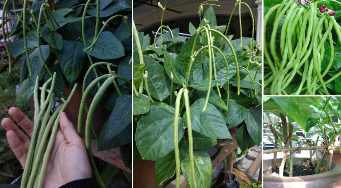 Tip Tanam Pokok Kesum Dalam Air, Kalau Nampak Daun Mula Kuning Kena ...