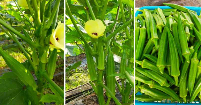 Kalau Tanam Pokok Bendi Buat Tip Ini Supaya Pokok Banyak Cabang ...