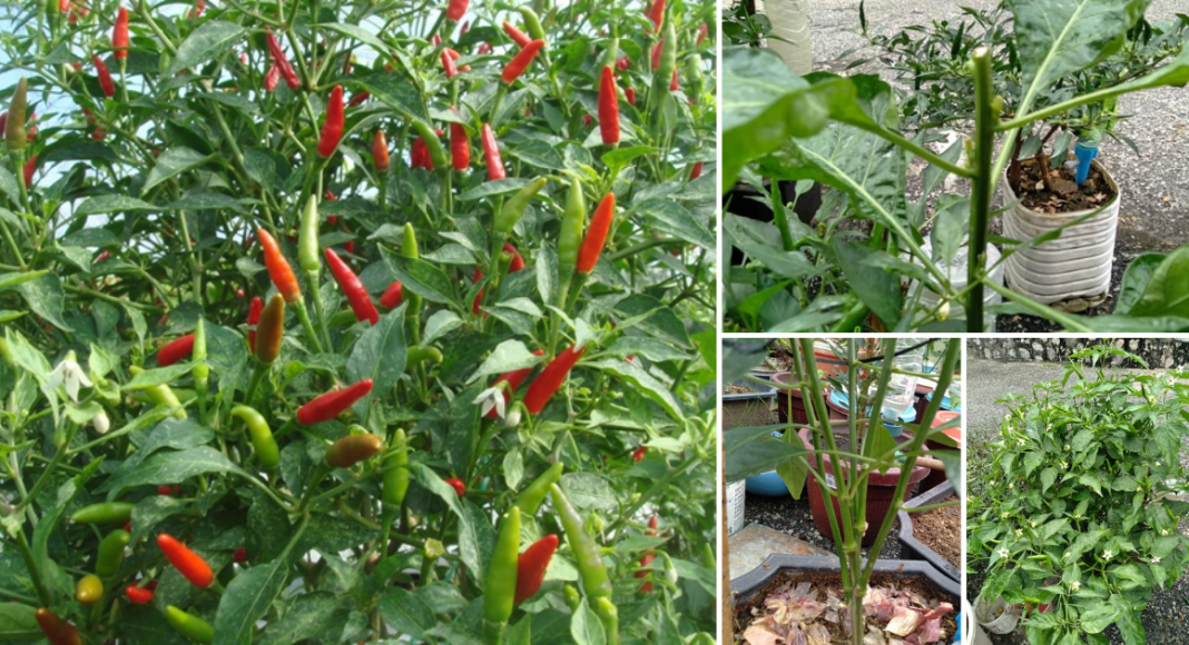 Guna Teknik Cantas Pucuk Kalau Nak Pokok Cili Rimbun & Lebat Buah