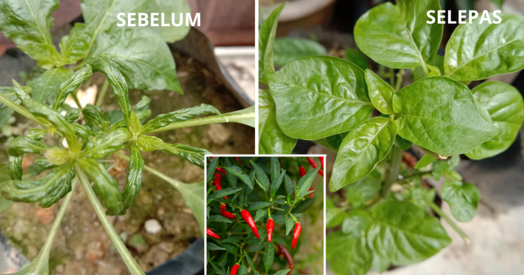 Tip Pulihkan Masalah Daun Pokok Cili Kerinting & Bergulung Tanpa Guna Racun