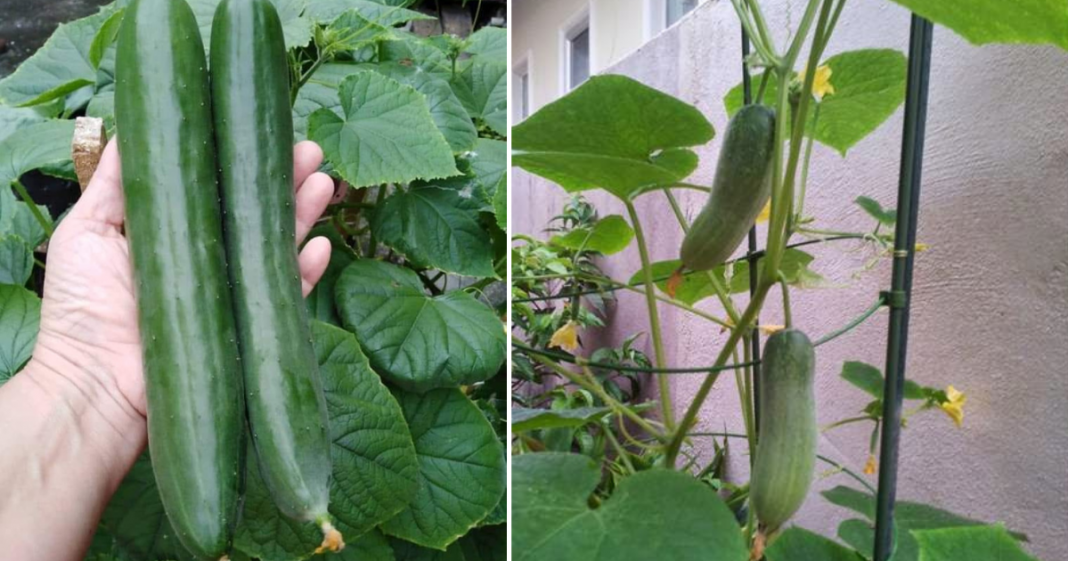 Tip Tanam Timun Dalam Pasu Termasuk Timun Jepun & Cara Penjagaannya ...