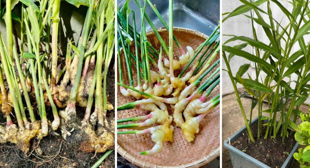 Mudah Sangat Tanam Halia, Cambah Benih Tepi Singki Terus Tanam Dalam Pasu