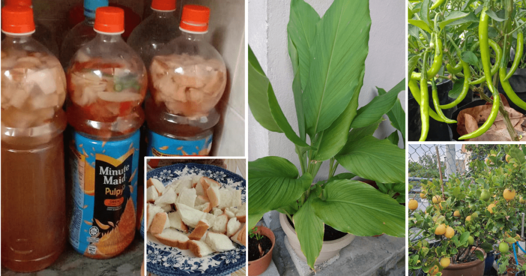 Nak Buat Air Cocktail Sedap, Ada 'Kick' Kena Tambah Satu Bahan Ini ...