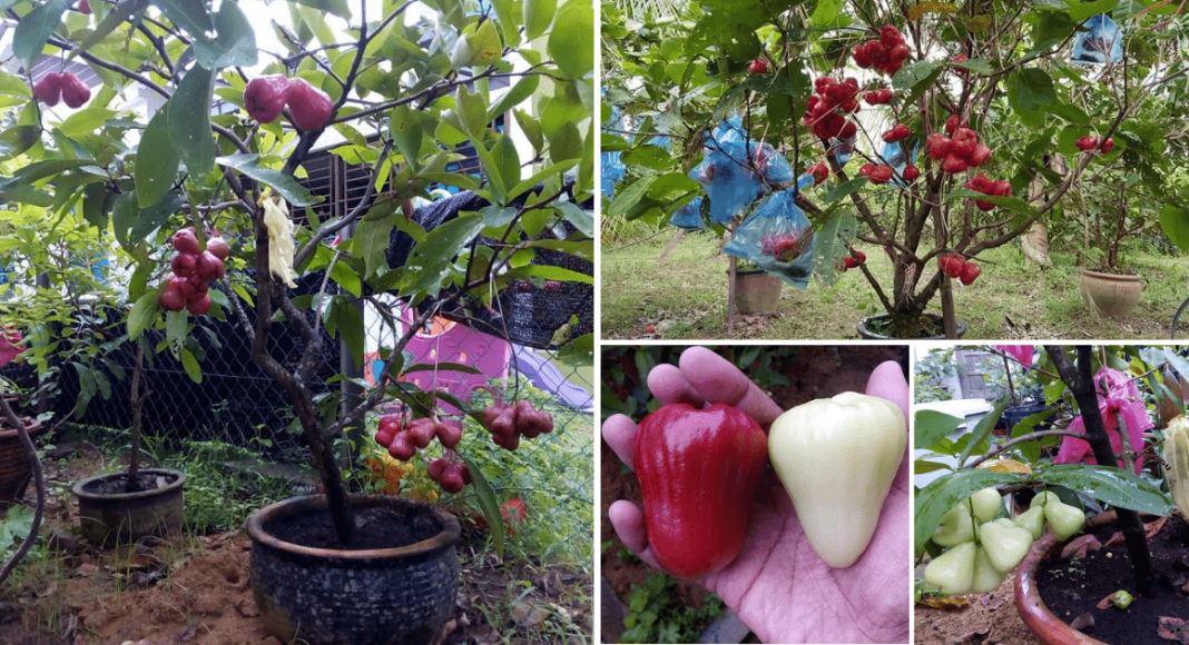 Tanam Pokok Jambu Air Dalam Pasu Lebih Mudah & Lagi Cepat Berbuah!