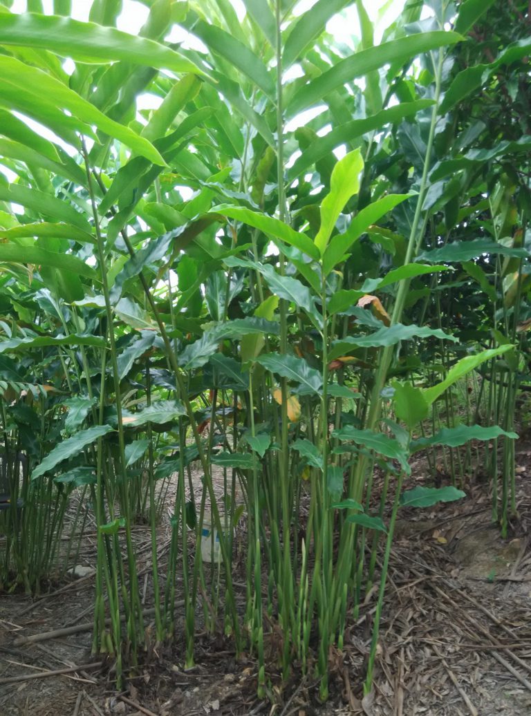 Cara Tanam & Jaga Pokok Kantan Yang Betul, Baru Subur & Banyak Bunga ...