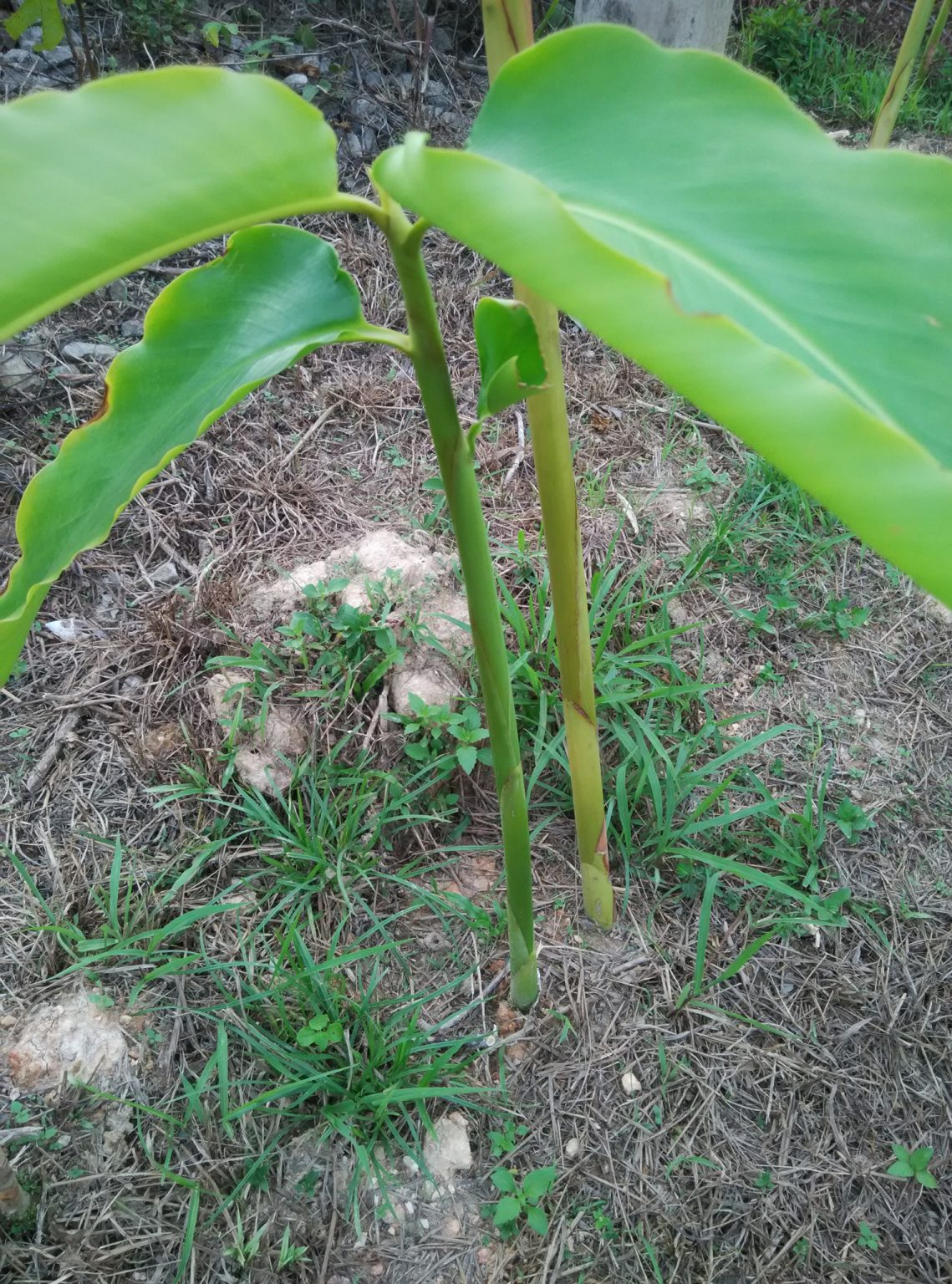 Cara Tanam & Jaga Pokok Kantan Yang Betul, Baru Subur & Banyak Bunga ...