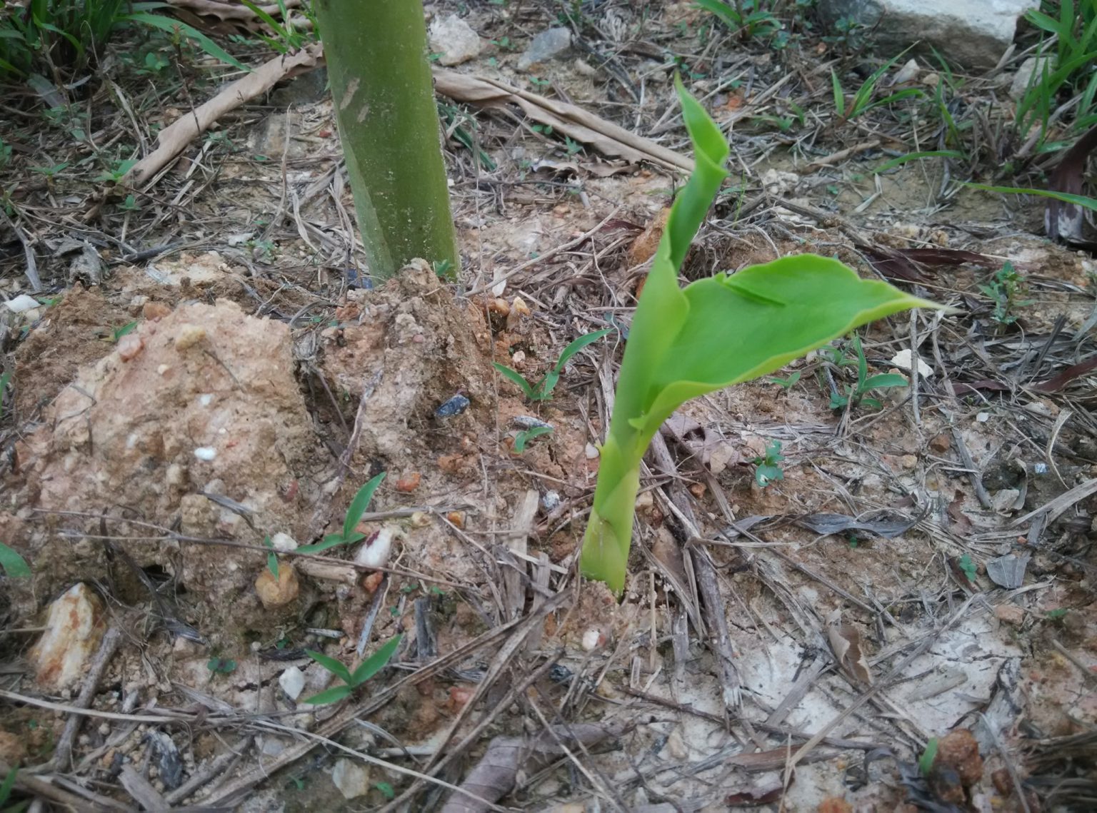 Cara Tanam & Jaga Pokok Kantan Yang Betul, Baru Subur & Banyak Bunga ...