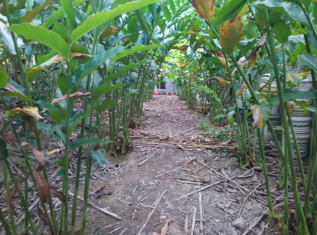 Cara Tanam & Jaga Pokok Kantan Yang Betul, Baru Subur & Banyak Bunga ...