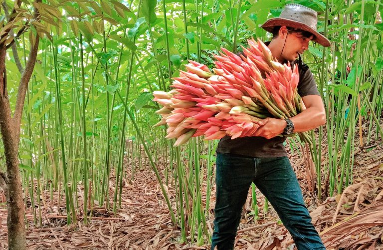 Cara Tanam & Jaga Pokok Kantan Yang Betul, Baru Subur & Banyak Bunga ...