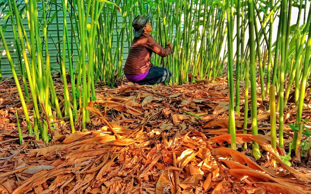 Cara Tanam & Jaga Pokok Kantan Yang Betul, Baru Subur & Banyak Bunga ...