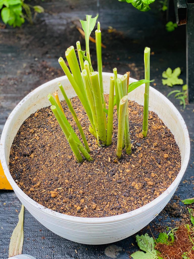 Kenali Jenis-jenis Butter Yang Sesuai Diguna Untuk Buat Biskut Raya ...