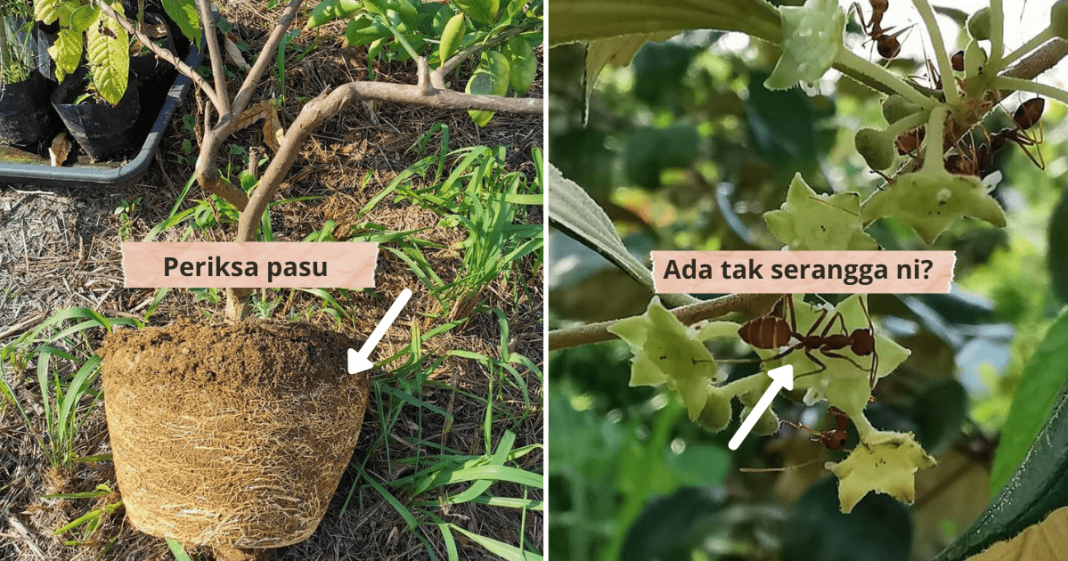 Cara Rawat Pokok Buah Yang Berbunga Tapi Buah Tak Lekat. Buat 2 Langkah ...