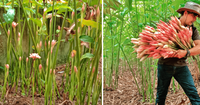 Cara Tanam & Jaga Pokok Kantan Yang Betul, Baru Subur & Banyak Bunga ...