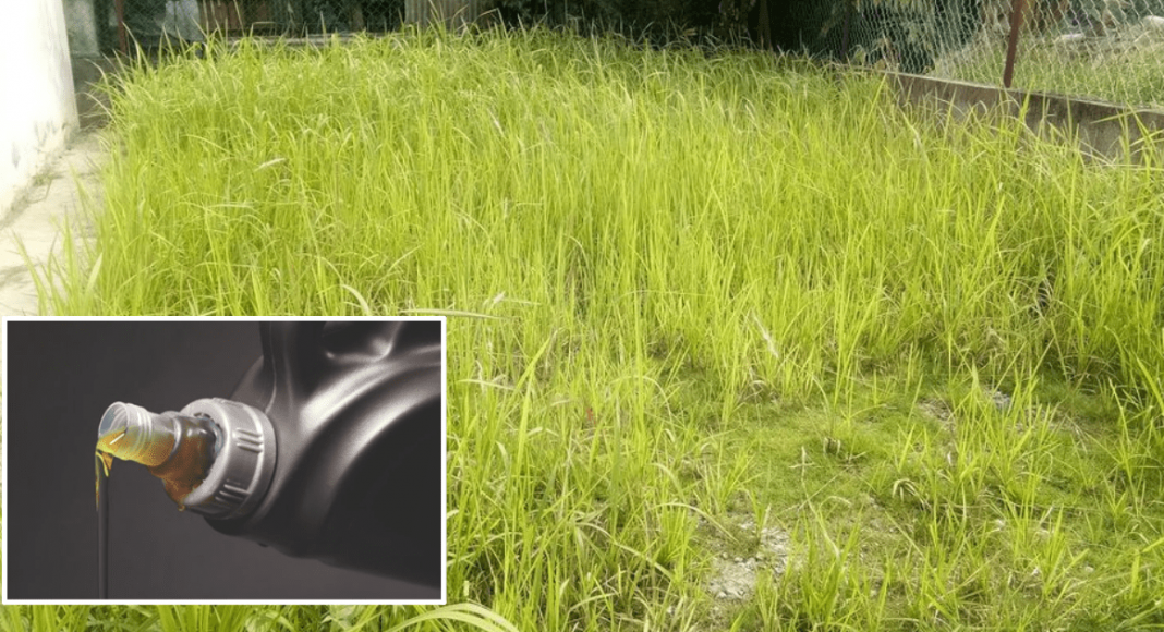 Tip Elak Rumput & Lalang Tumbuh Sekitar Rumah, Sembur Dengan Bahan Ini ...