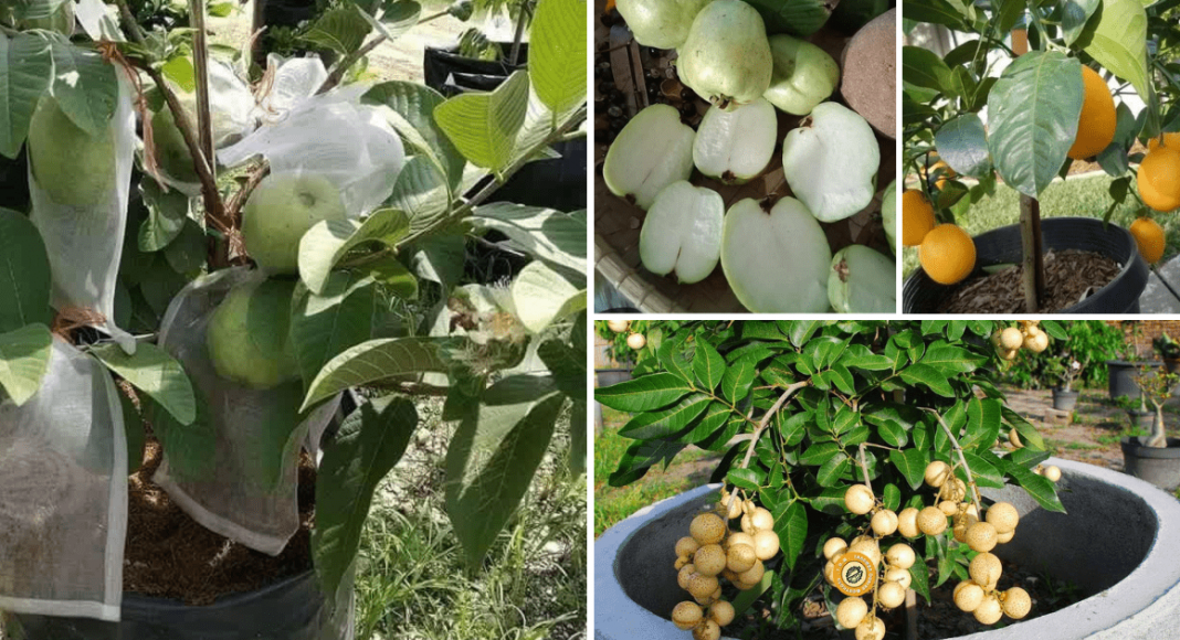 Kalau Tanam Pokok Buah Dalam Pasu, Ikut 5 Tip Penjagaan Ini Supaya ...