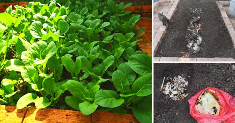 Tip Tanam Sayur Cara Organik, Sebelum Tanam Suburkan Dulu Tanah Guna ...