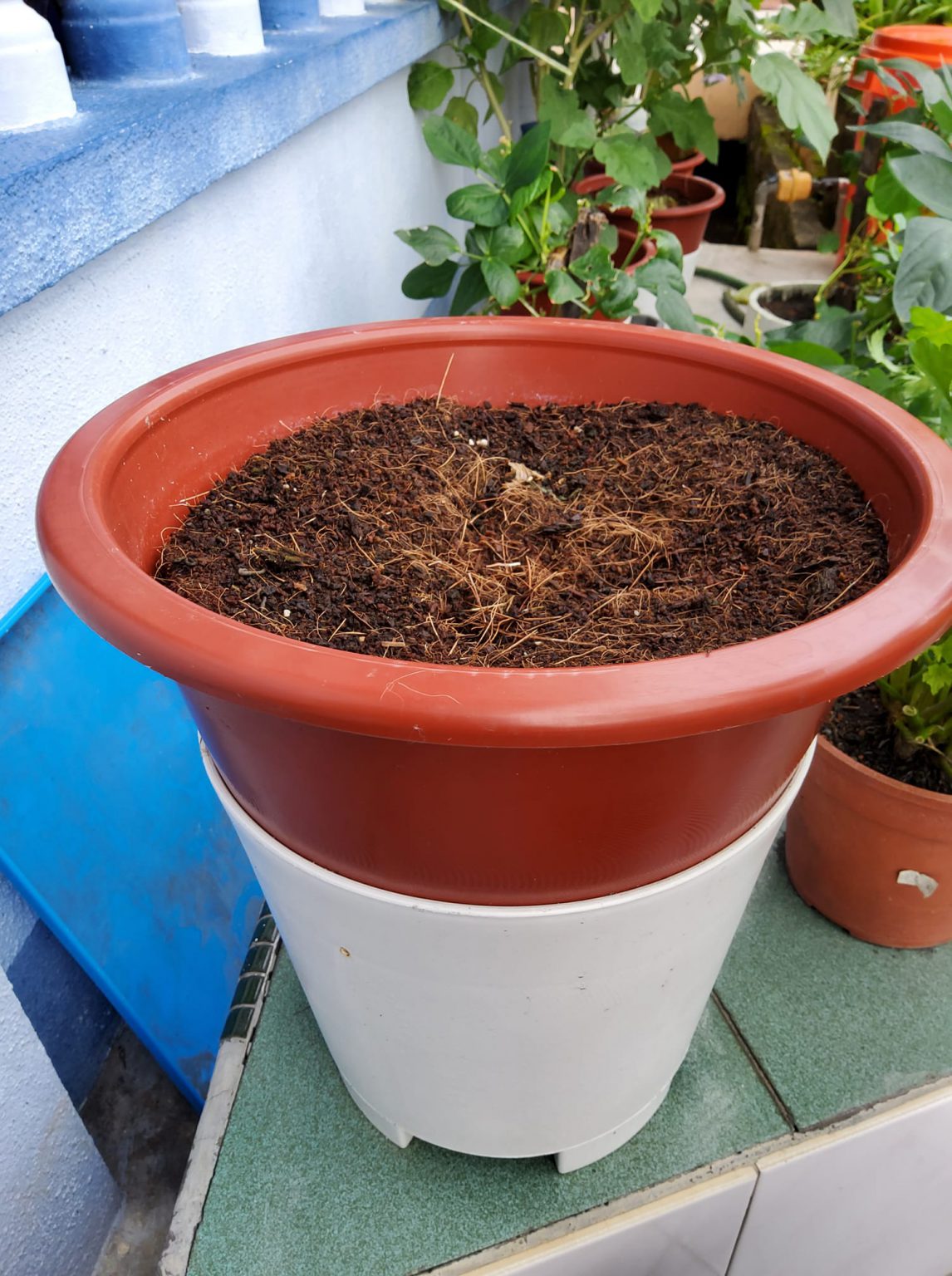 Cara Tanam Pokok Mangga Dalam Pasu & Petua Lebatkan Buahnya - Vanilla ...