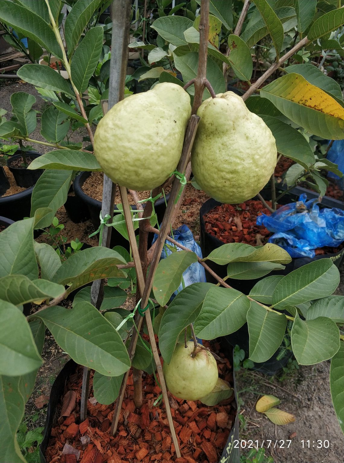 10 Jenis Pokok Renek Berbunga Sesuai Dijadikan Tanaman Pagar Rumah ...
