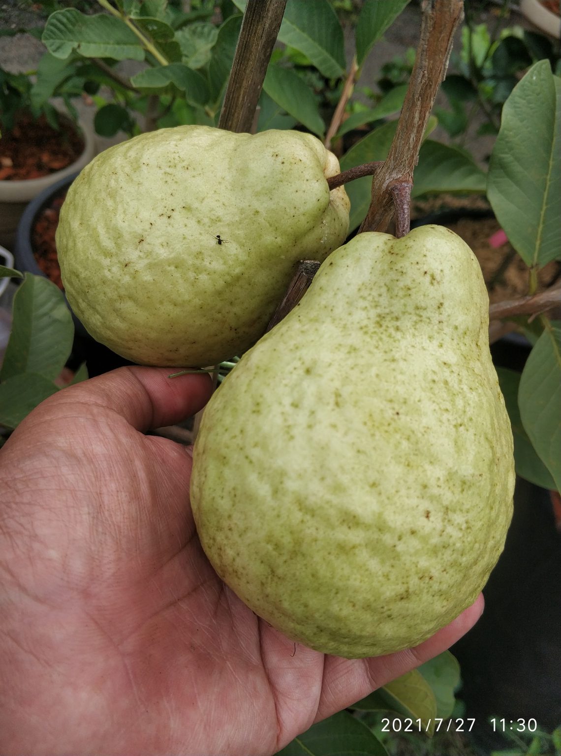 10 Jenis Pokok Renek Berbunga Sesuai Dijadikan Tanaman Pagar Rumah ...