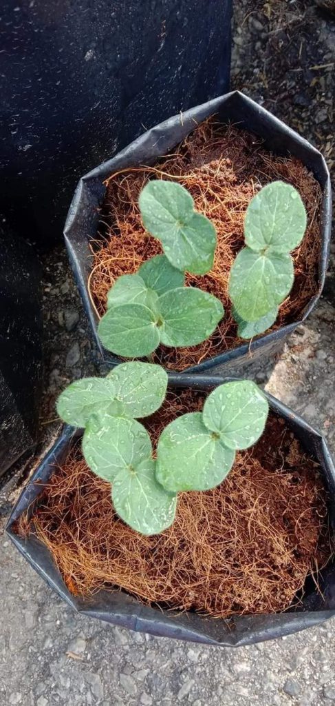 Tip Semai Biji Benih Sawi, Bendi & Cili. Jangan Tabur, Ikut Cara Ini ...