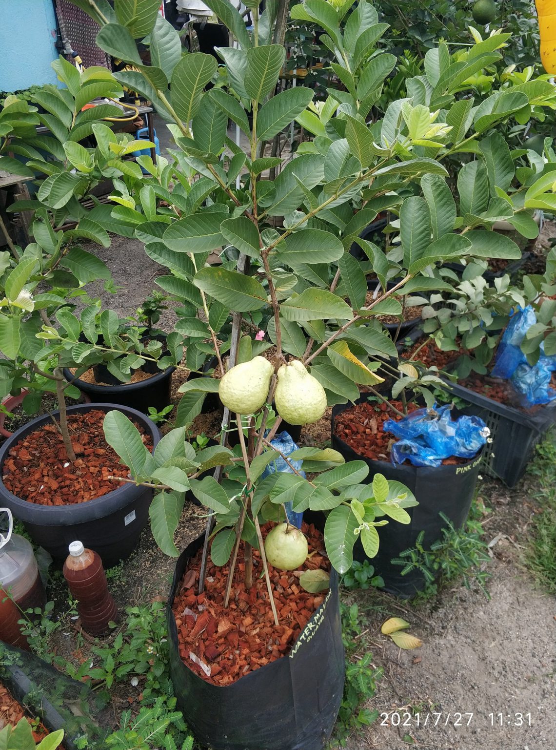 Tip Tanam Pokok Jambu Dalam Polibeg Saja. Pokok Kecil Tapi Dah Berbuah ...